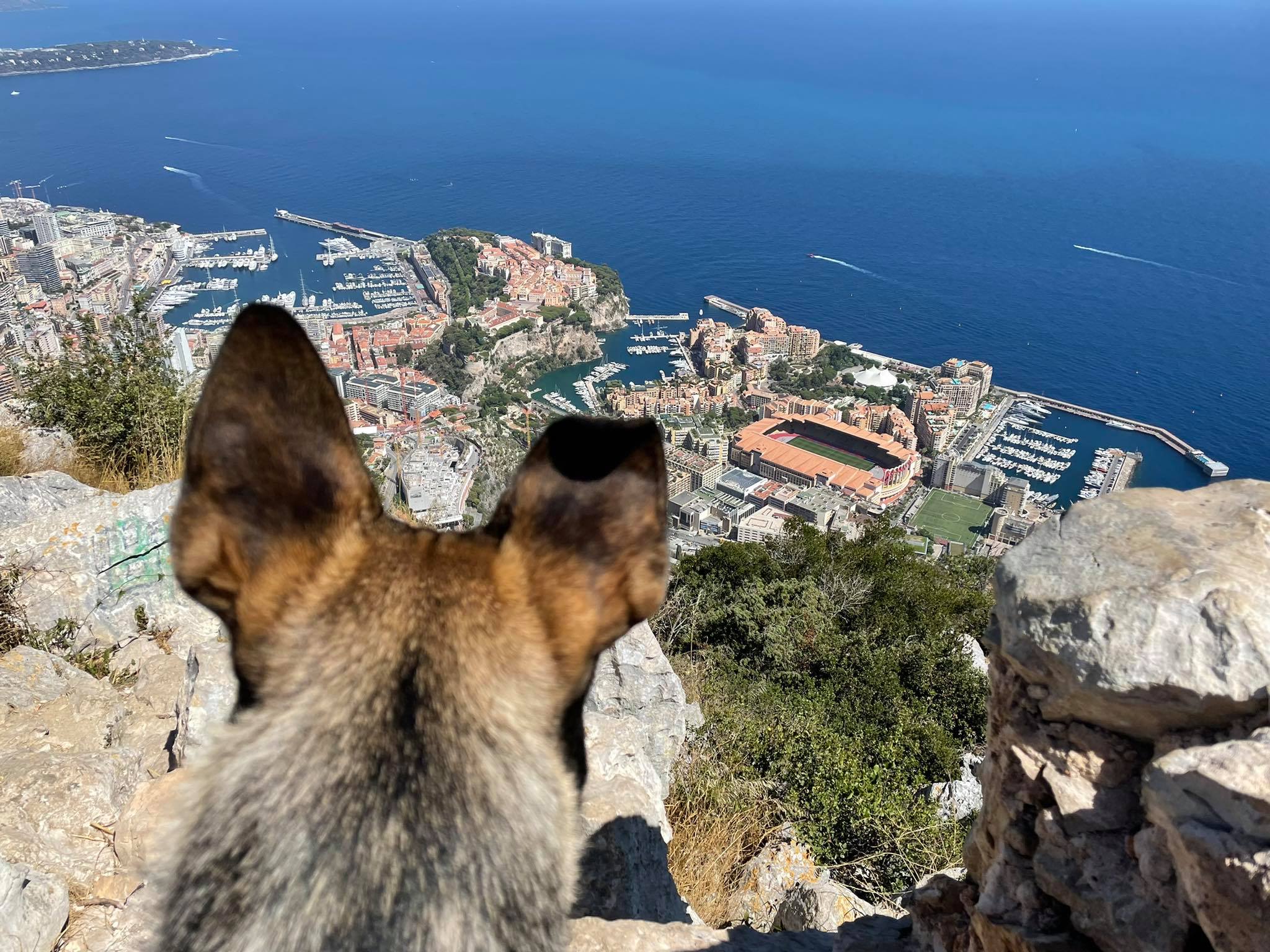 Are dogs happy with their lives in Monaco?