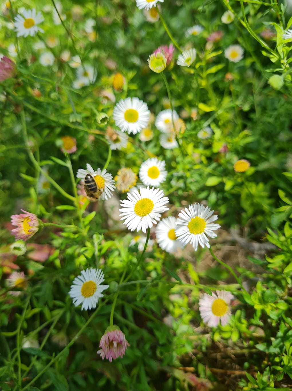 PHOTOS: Top 10 of your Monaco flower photos
