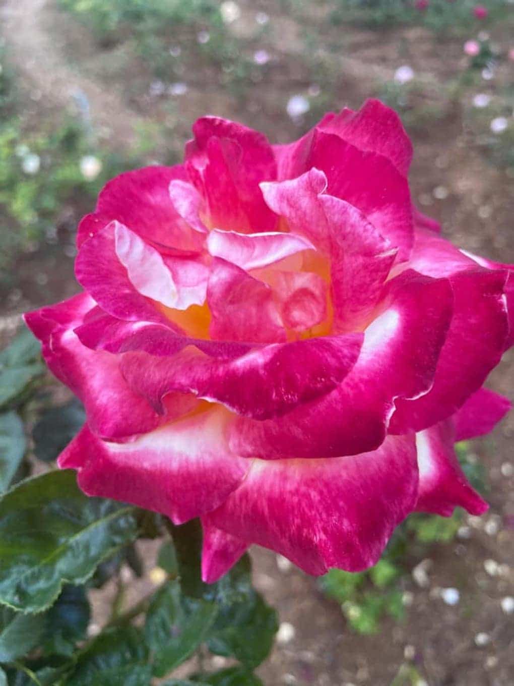 Top 10 de vos plus belles photos de fleurs à Monaco