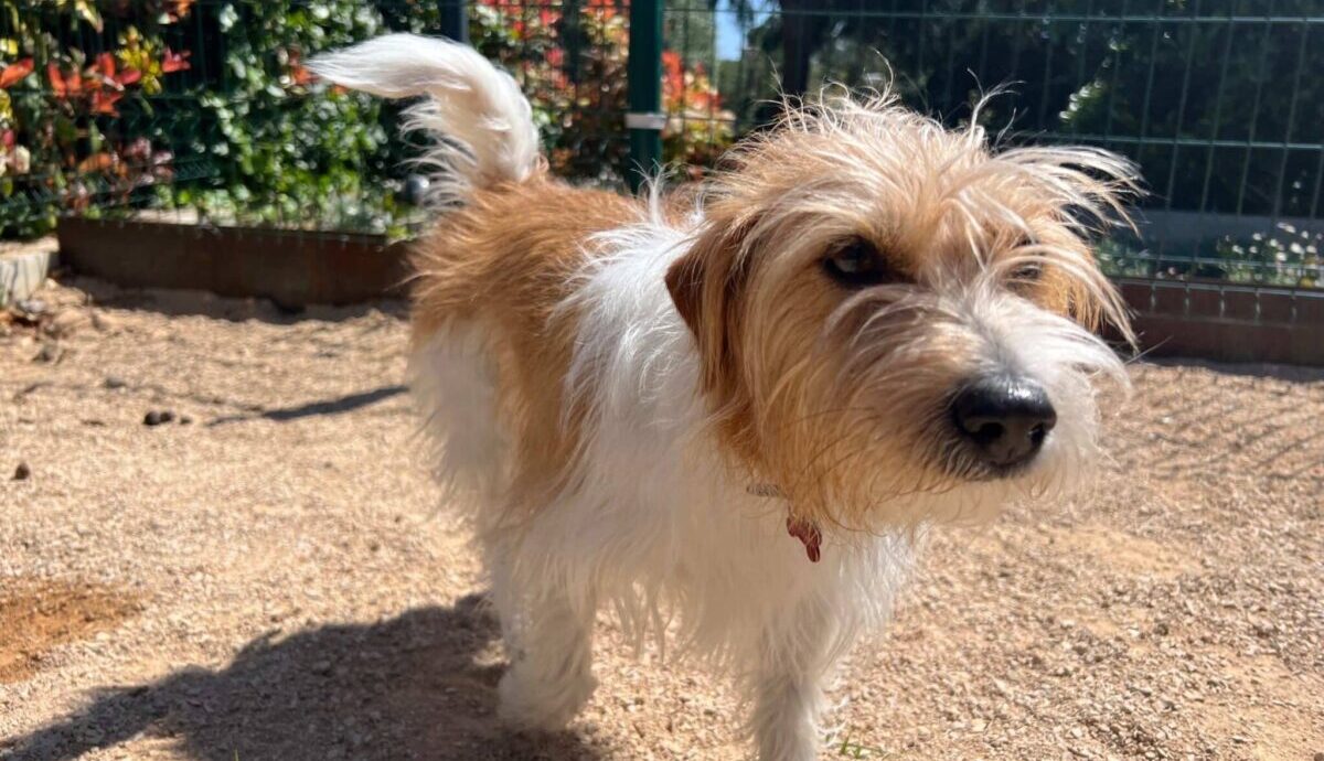 Qu'est-il possible de faire avec son chien à Monaco