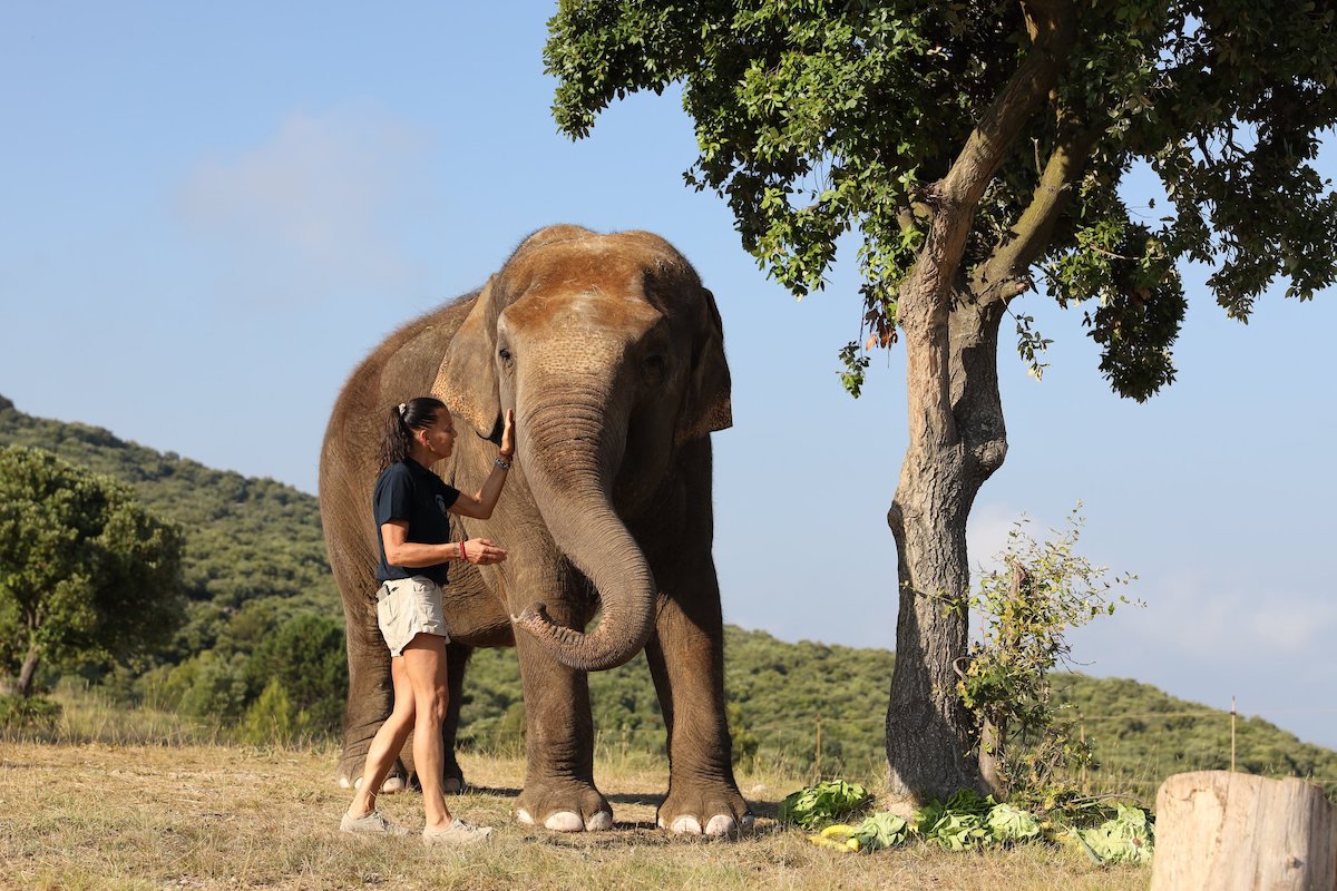 Baby, second elephant saved by Princess Stéphanie, dies