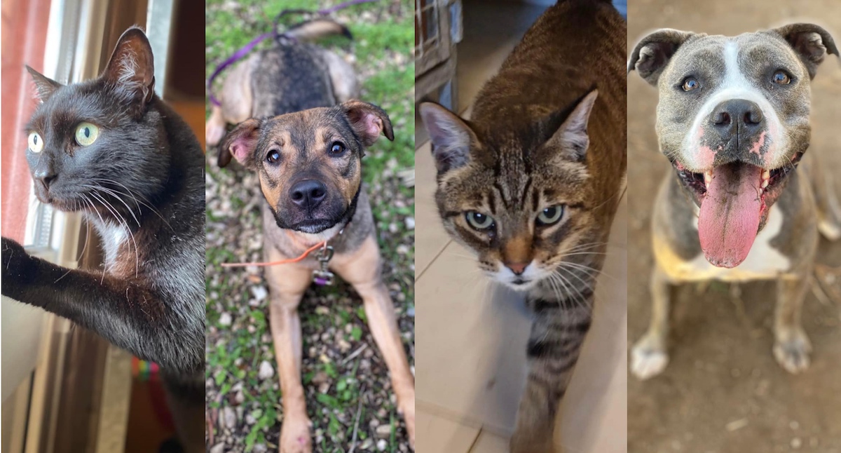 Avec la SPA de Monaco, aidez à trouver un foyer pour ces animaux