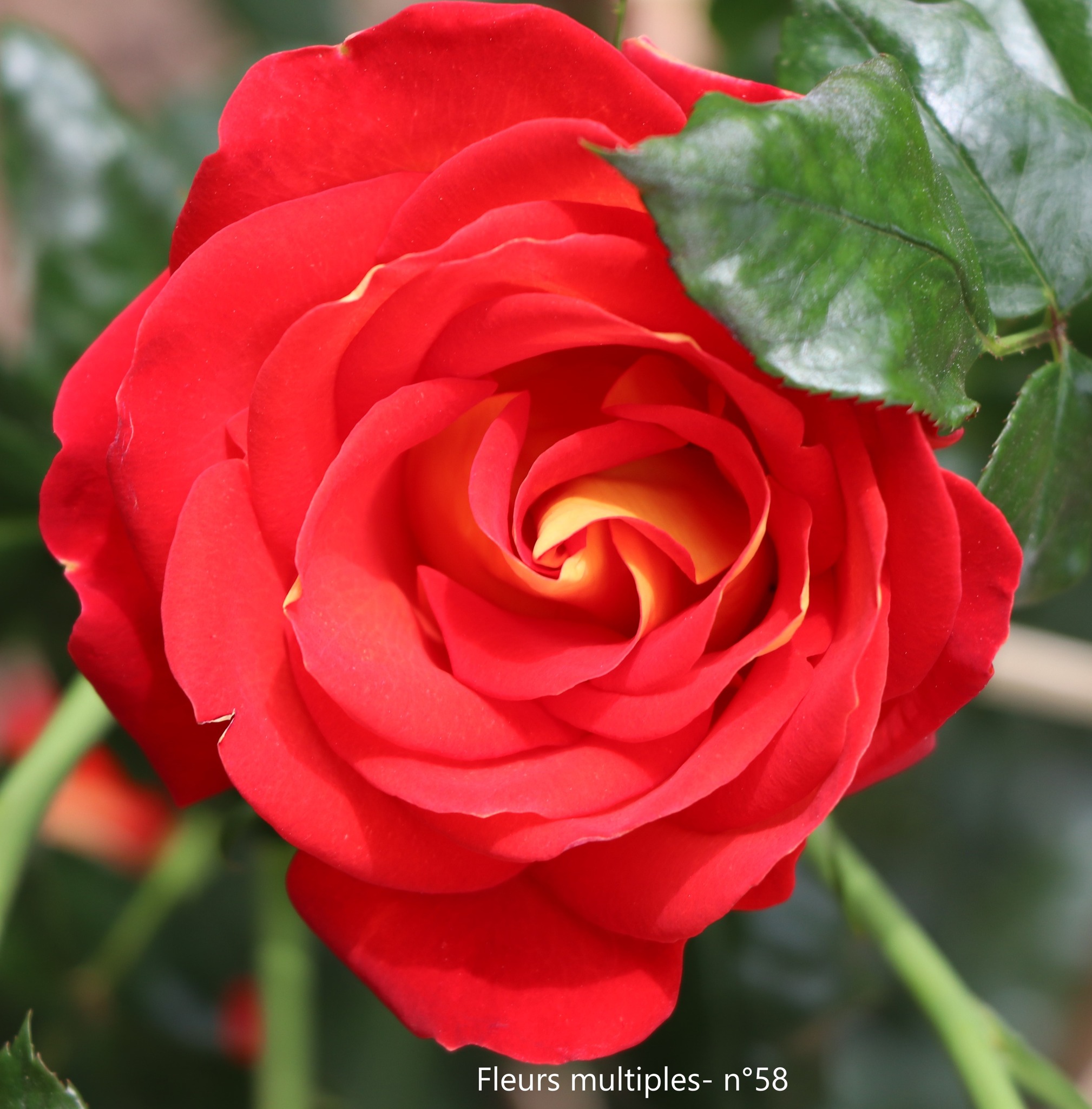 Princess Caroline receives donation at 7th International Rose Competition