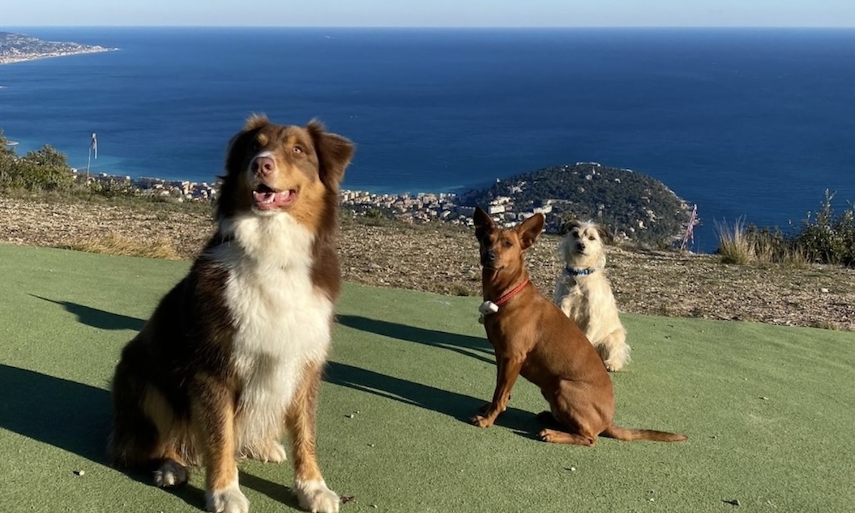 Guide pratique : où et comment faire garder son chien/chat à Monaco et ...